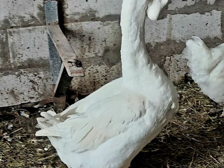 Гусь