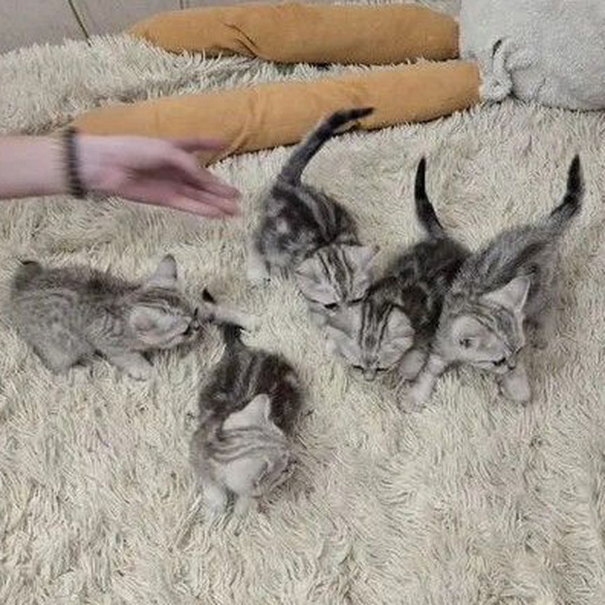 Британские котята