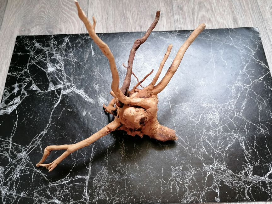 Корень мангры