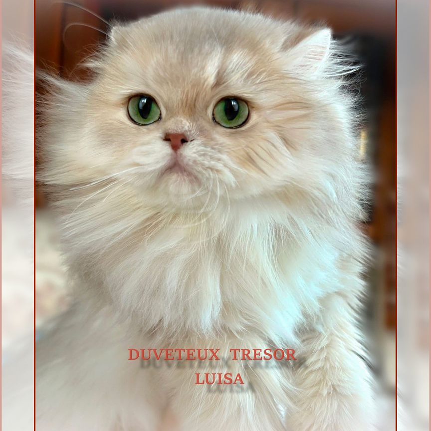 Британский длинношёрстный котёнок