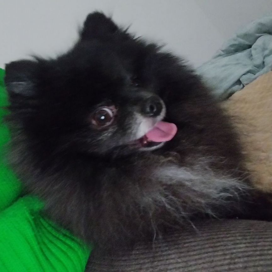 Померанский шпиц, взрослая собака