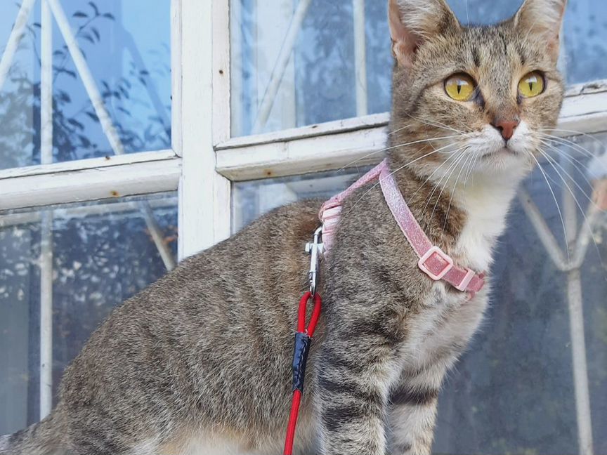 Соня с юга ищет дом