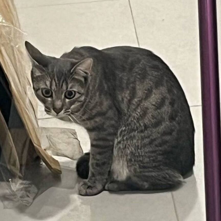 Кот в подъезде