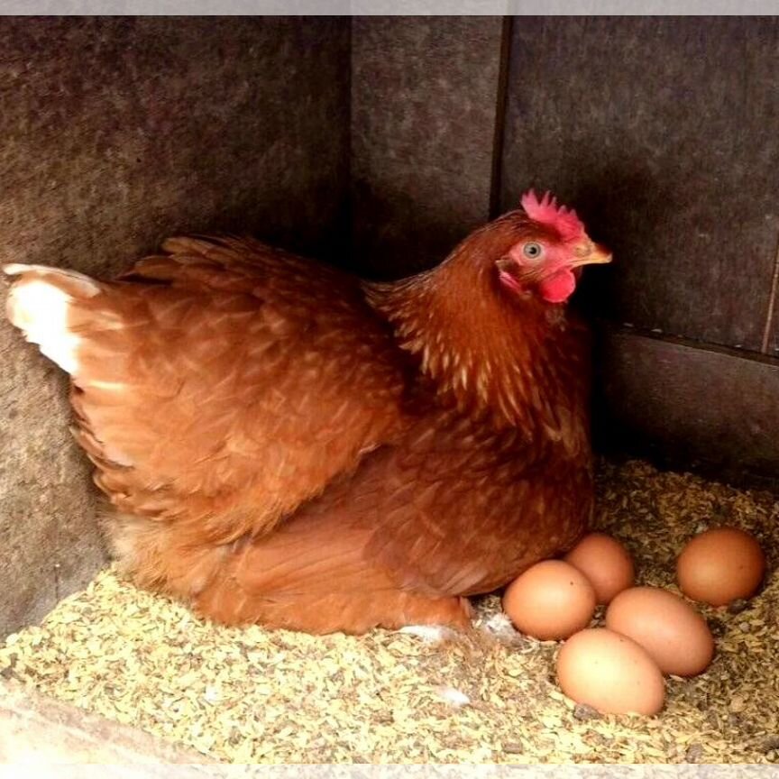 Домашние куриные