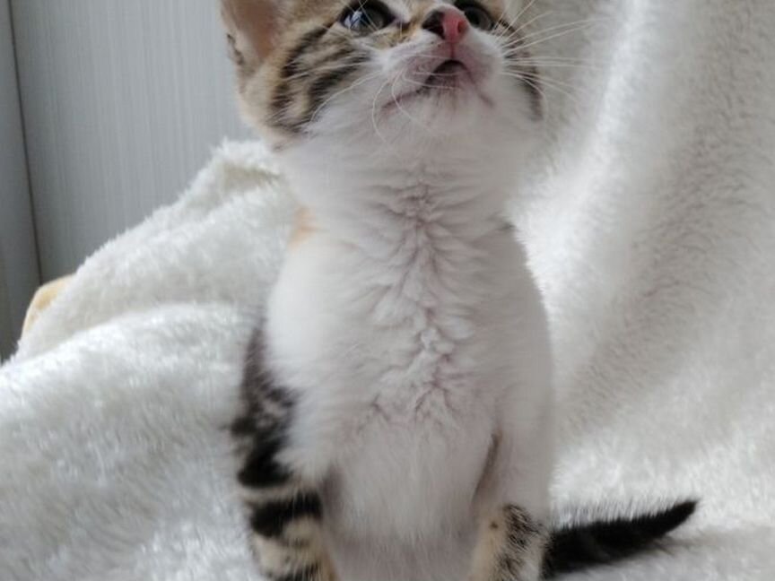 3х цветный котенок ищет семью