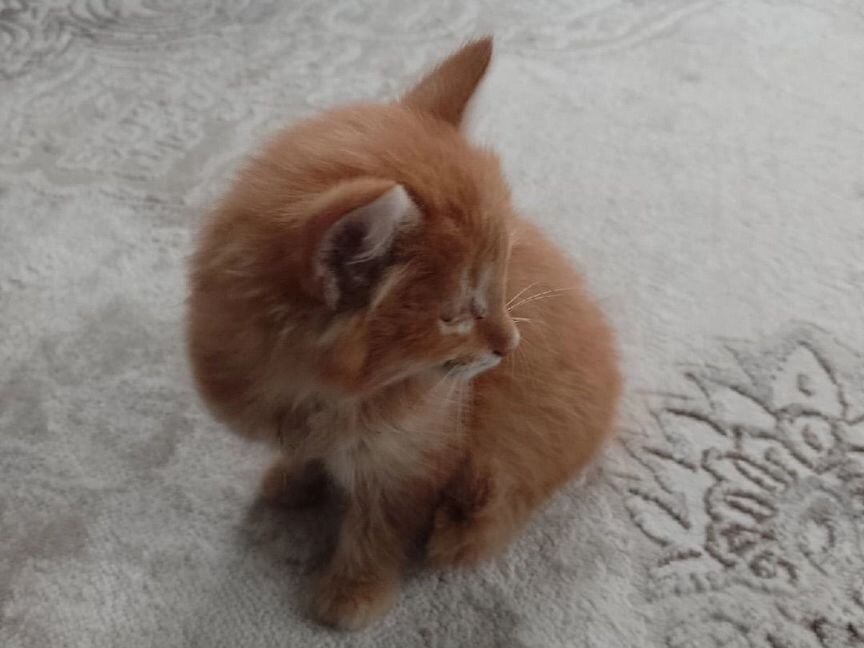 Отдам в добрые руки крошку котенка