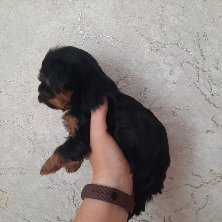 Йорик терьер