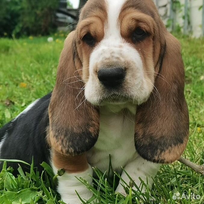 Бассеты малыши