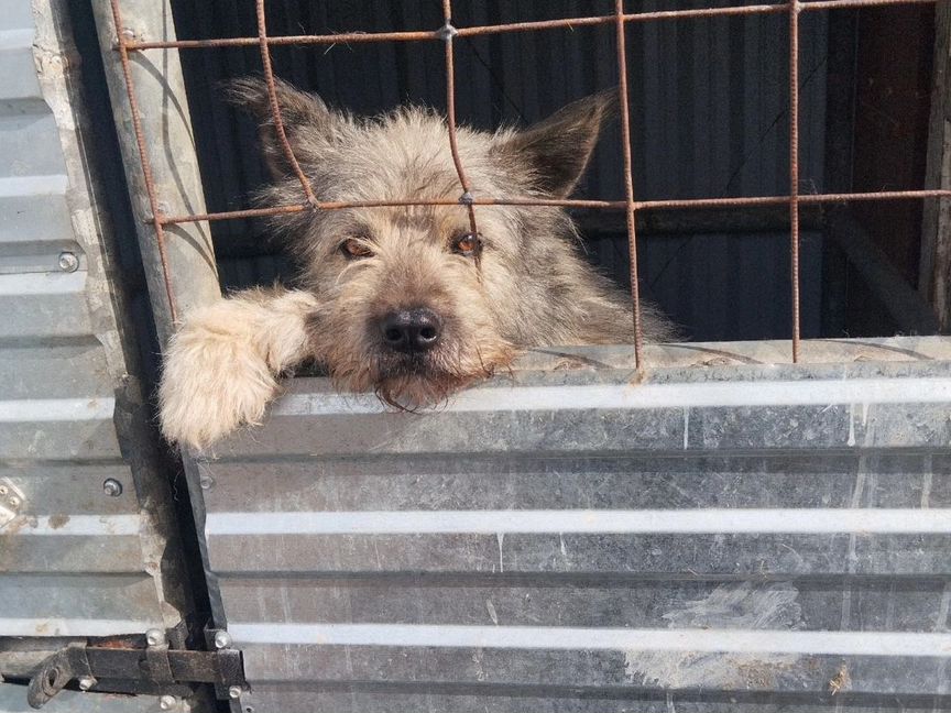 Собака для охраны