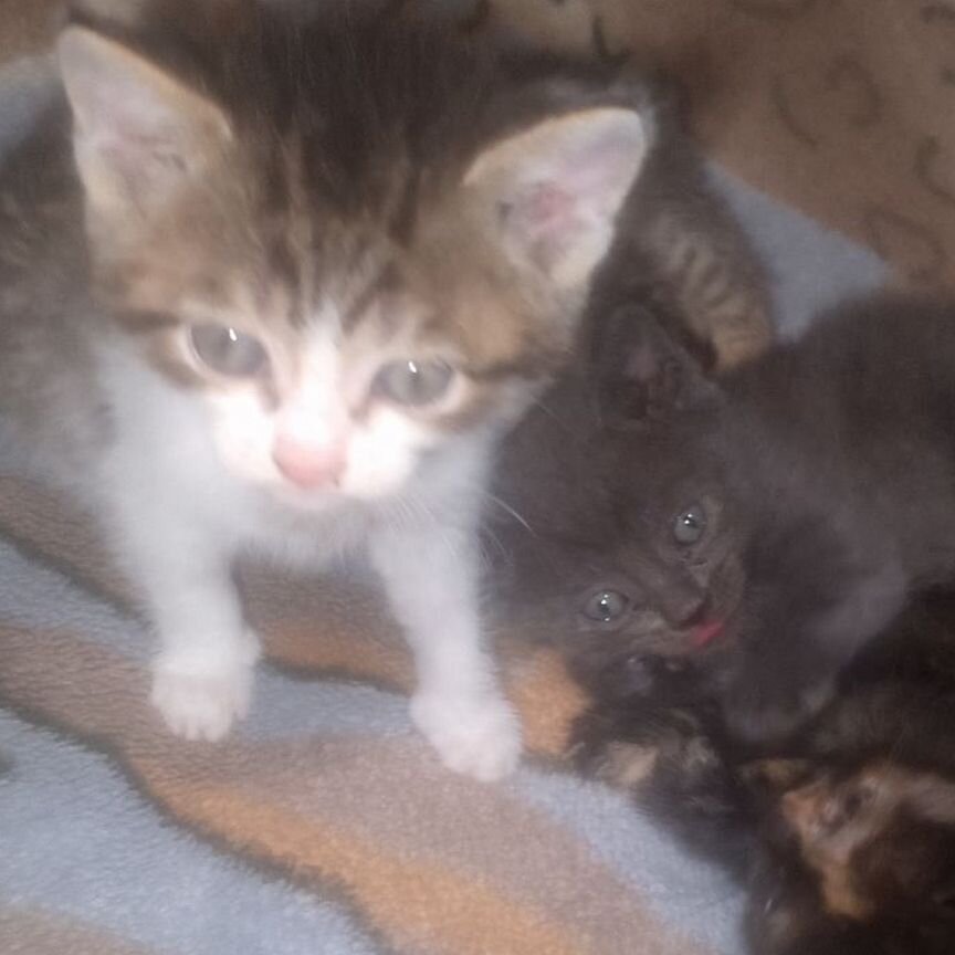 Британский короткошёрстный котёнок