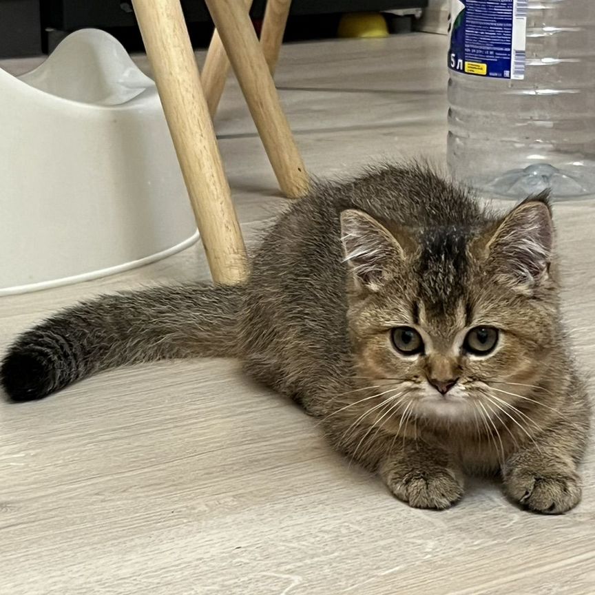 Британская золотая шиншилла