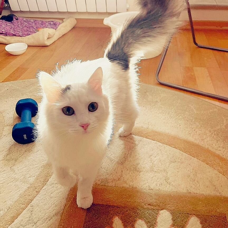 Белый котенок