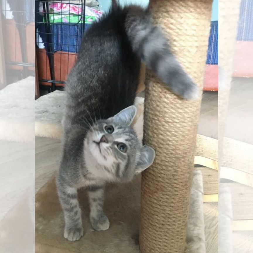 Котенок девочка 3,5 месяца