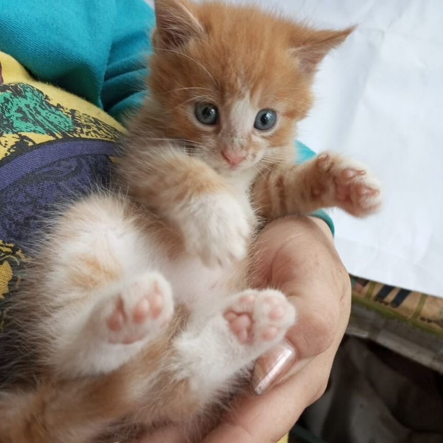 Котенок в добрые руки