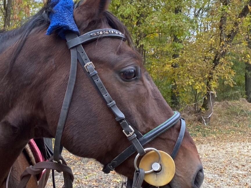 Амуниция для лошади