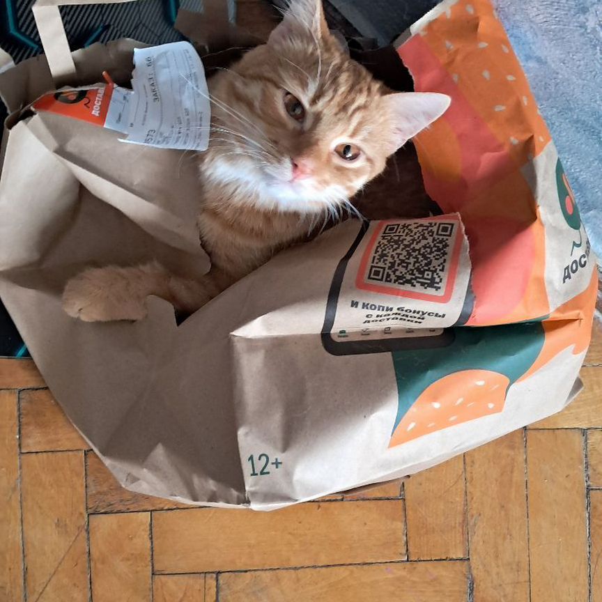 Кот микки