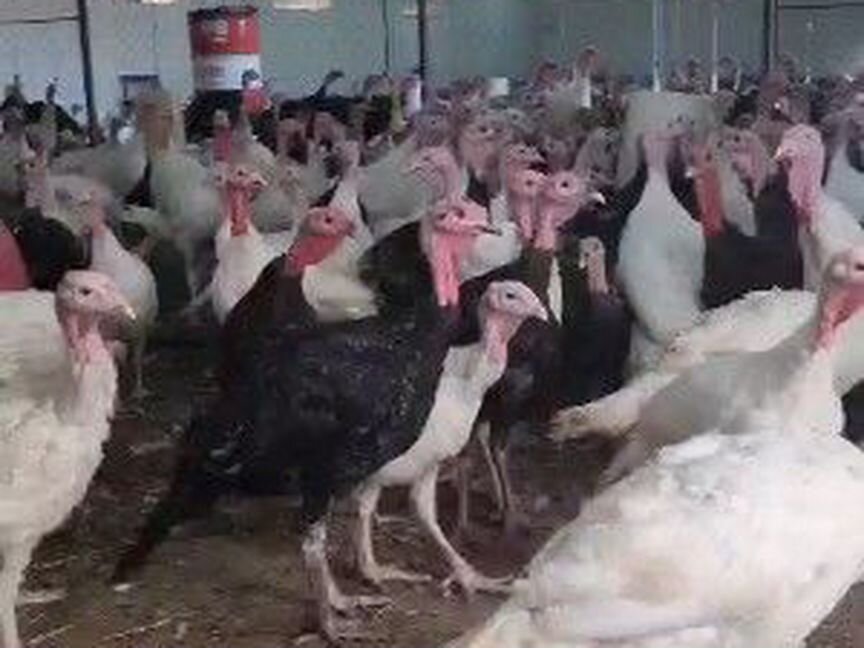 Индюшата подрощенные