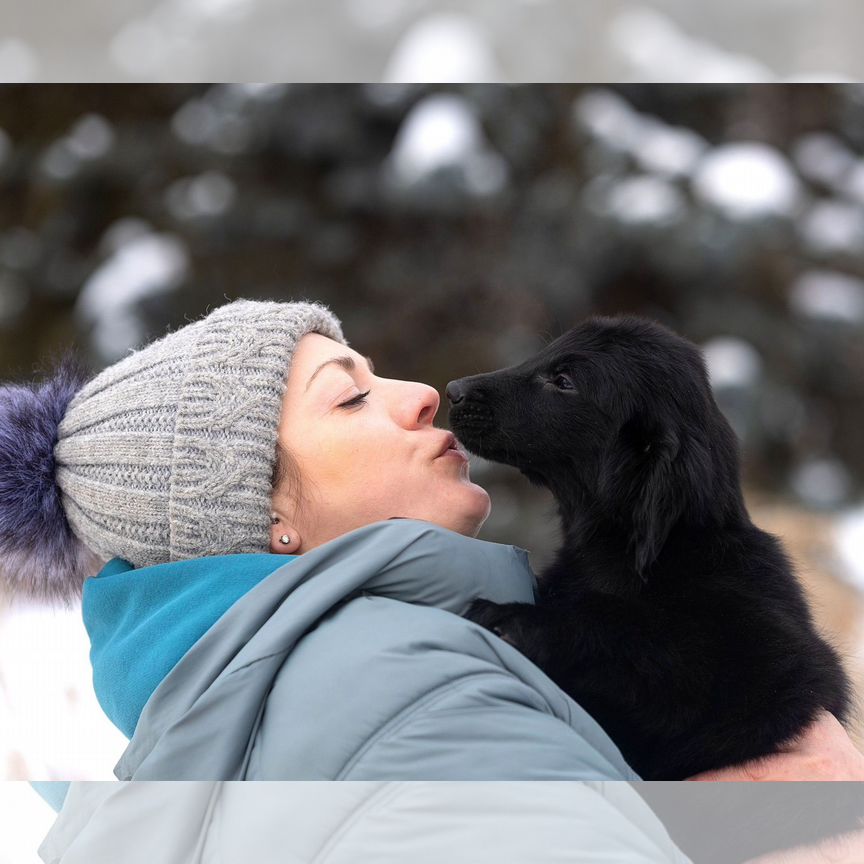 Прямошерстный ретривер, щенок