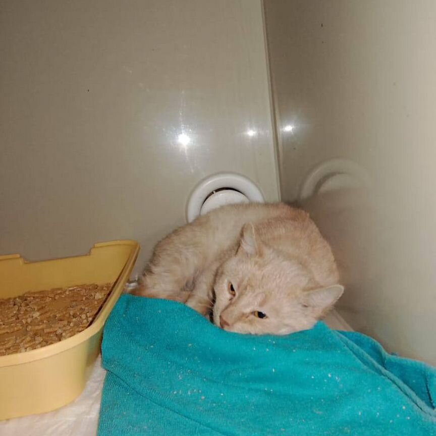 Персик ищет дом