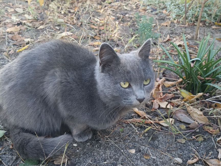 Котик (месяцев восемь)