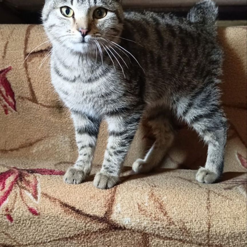 Бездомный котик подросток
