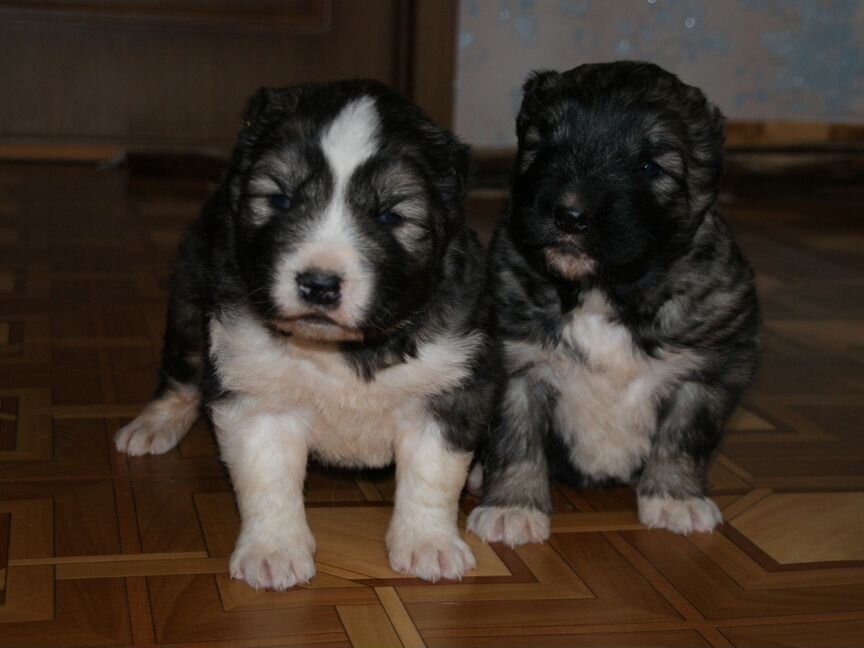 Щенки кавказской овчарки