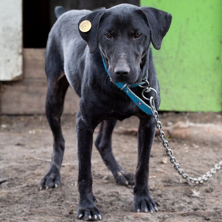 Взрослый пёс в добрые руки