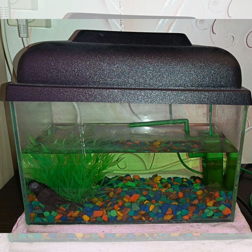 Аквариум с рыбкой