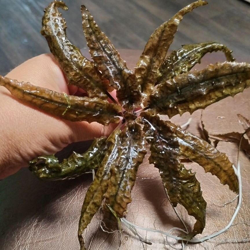 Аквариумная прополка