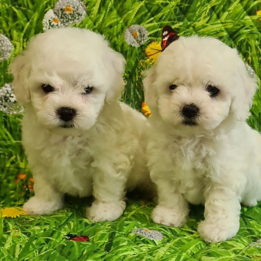 Бишон фризе, щенок