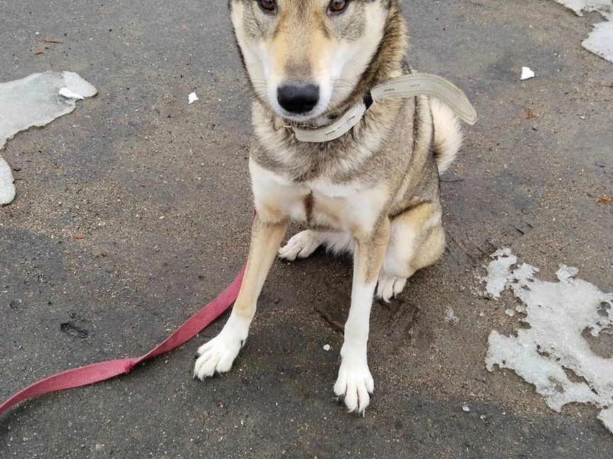 Лаечка в добрые руки