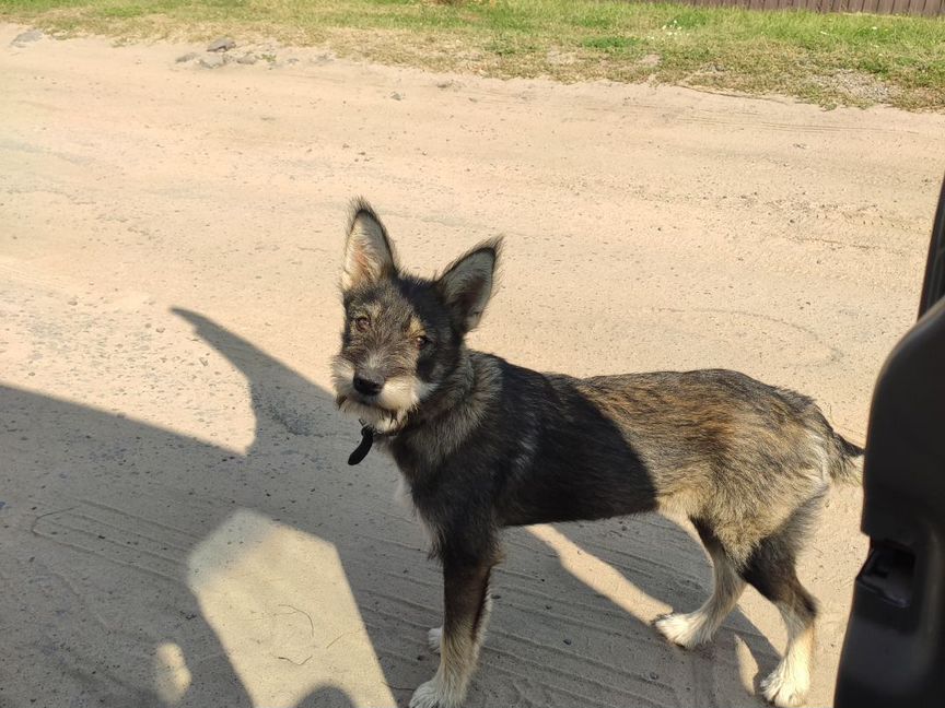 Собачка в добрые руки