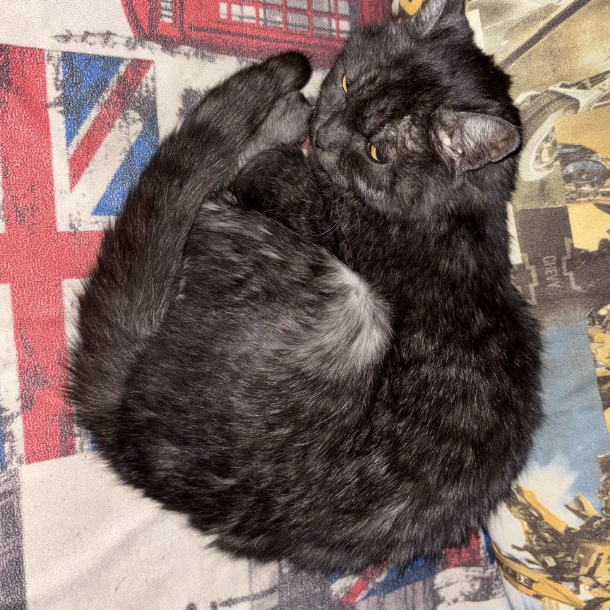 Взрослая, кошка в добрые руки