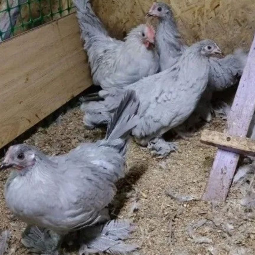 Петушки лавандовый Мильфлер