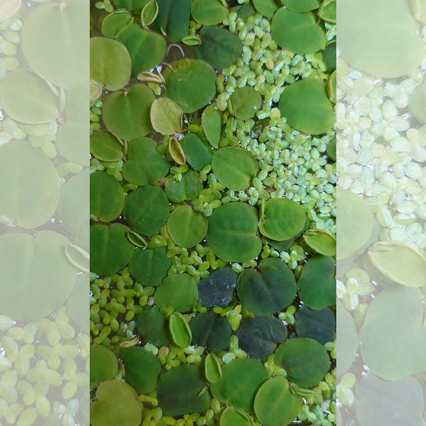 Аквариумное растение