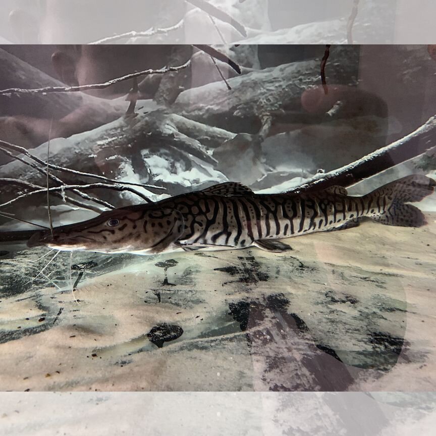 Псевдоплатистома