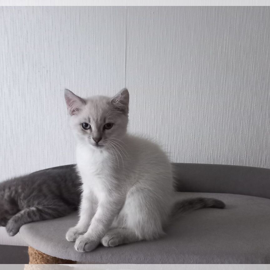 Отдам в добрые руки котят
