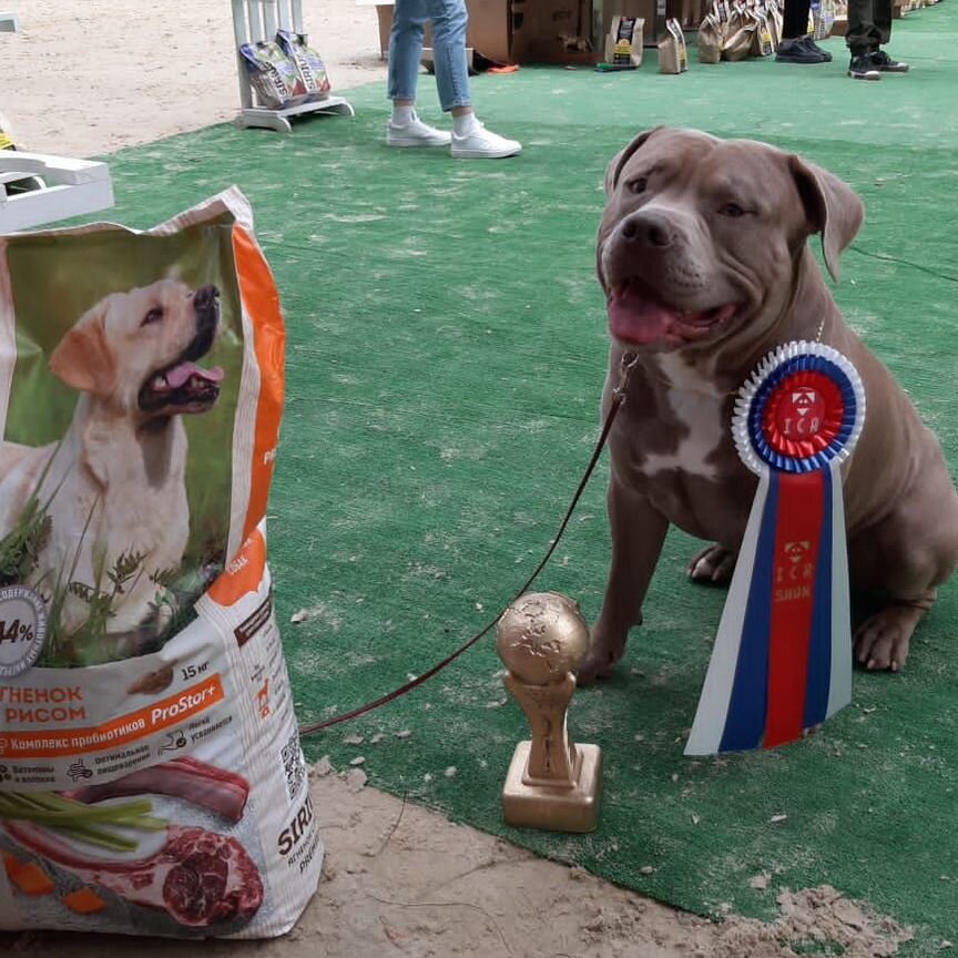 Американский булли xl вязка чемпион (амбулли)