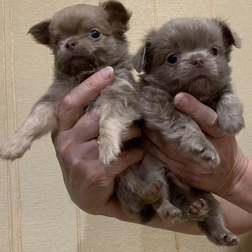 Чихуахуа, щенок