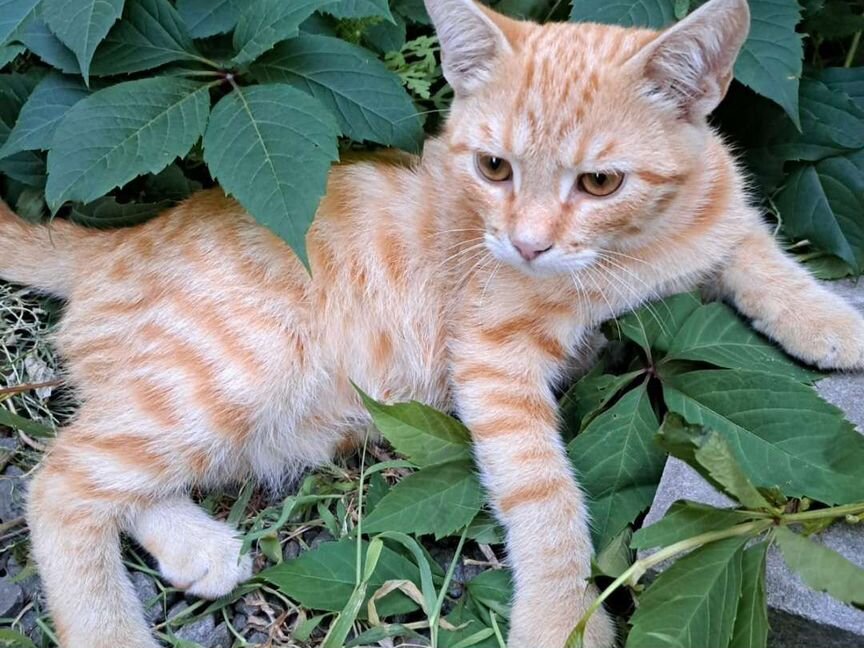 Супер-котенок ищет дом