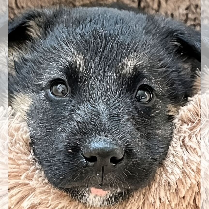 Щенок в добрые руки