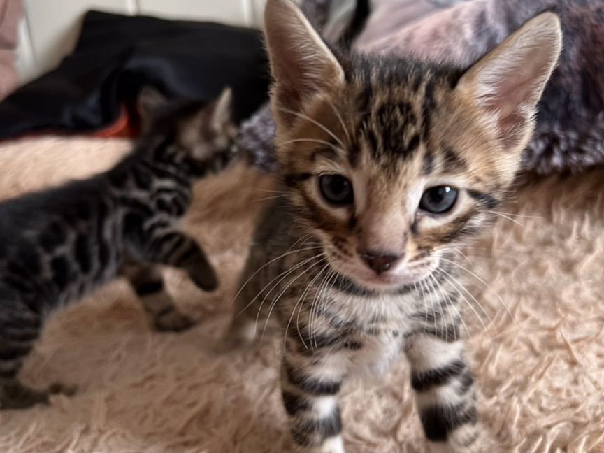 Котята бенгальские