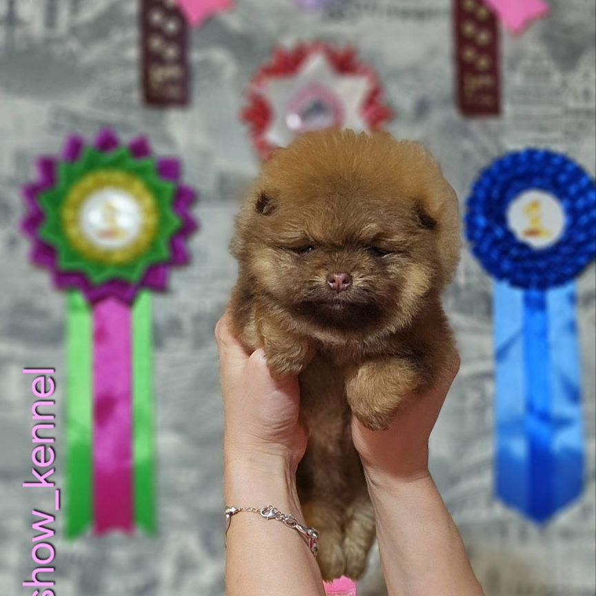 Мини мишка, 100% помераночка