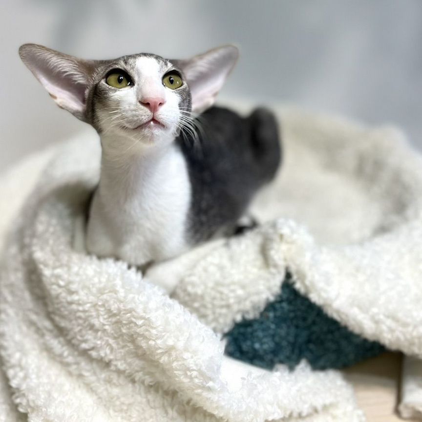 Ориентальный котёнок