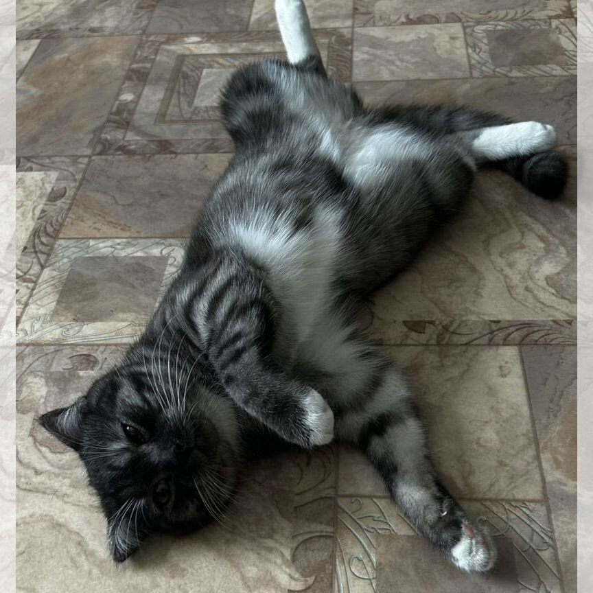 Шотландская вислоухая короткошёрстная, взрослая кошка