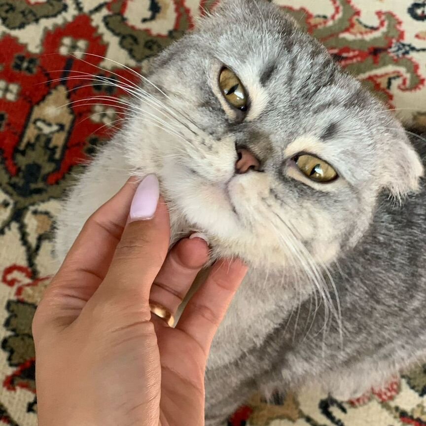 В добрые руки Шотландский вислоухий котик