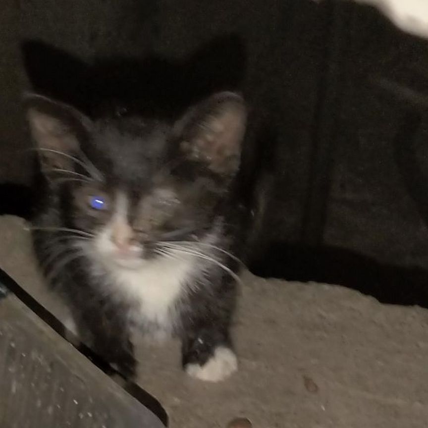 Котятки из подвала нуждаются в доме