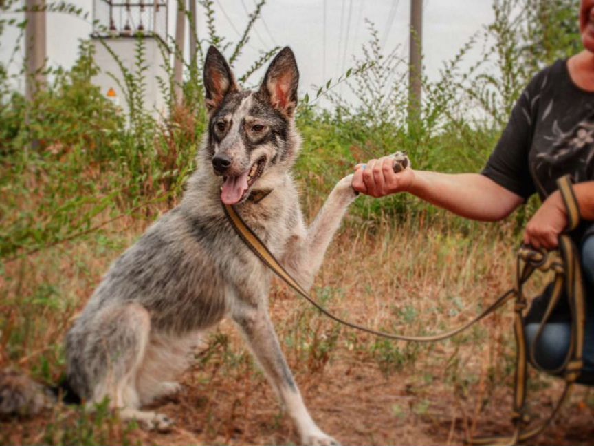 Собака Тучка