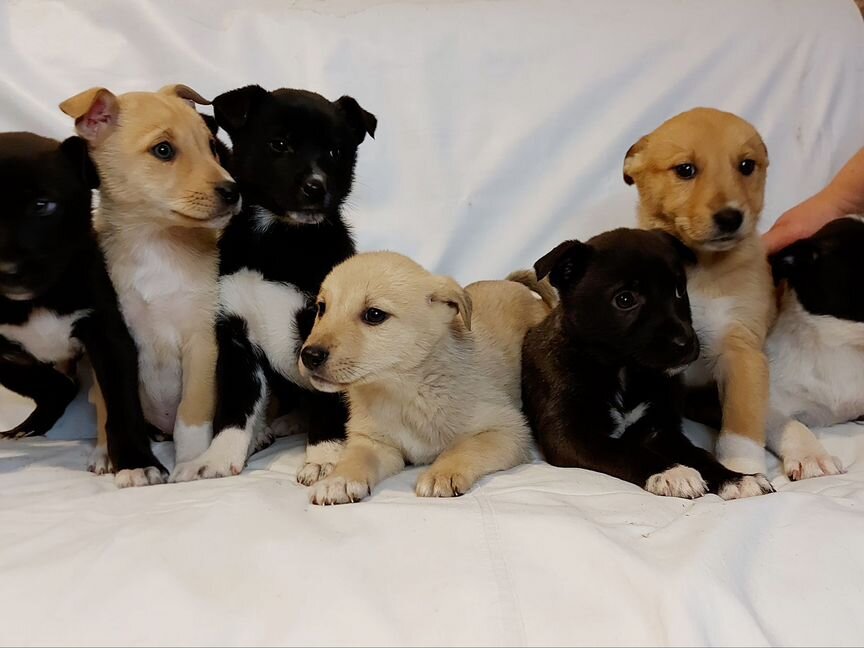 Щенок в добрые руки