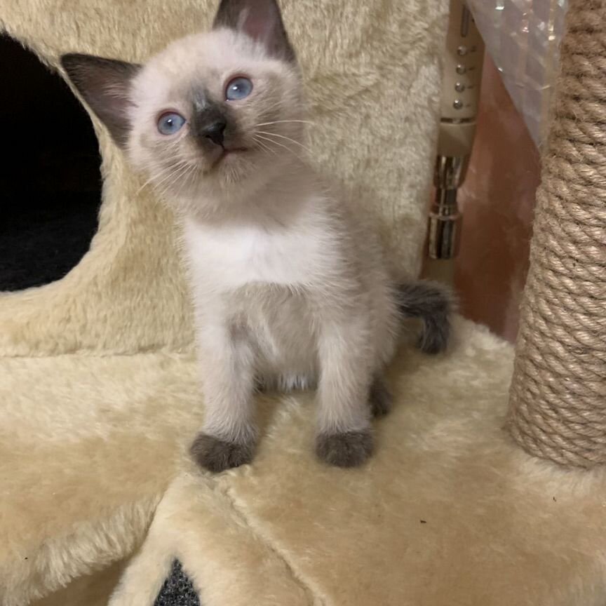 Тайские котята